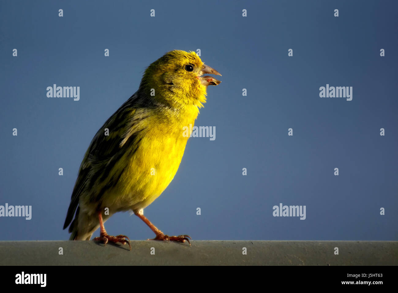 summer summerly beak nectar wildlife to gorge engulf devour canary ...