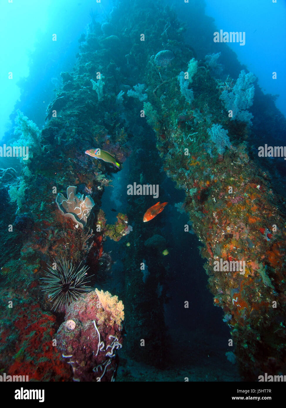 coloured colourful gorgeous multifarious richly coloured underwater ...
