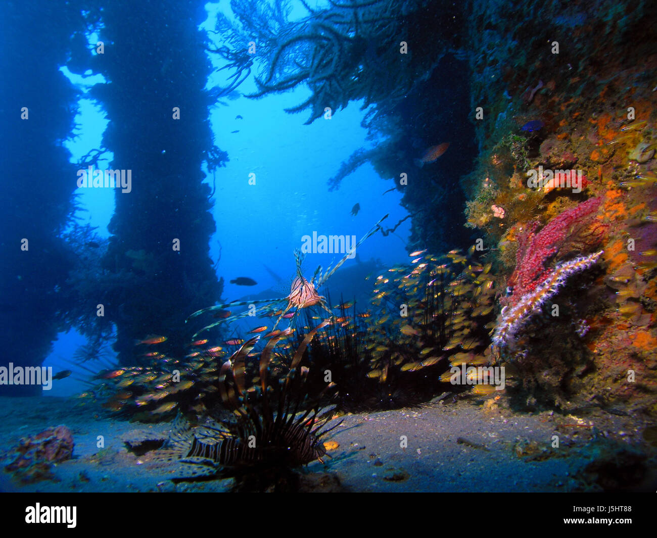 coloured colourful gorgeous multifarious richly coloured underwater ...