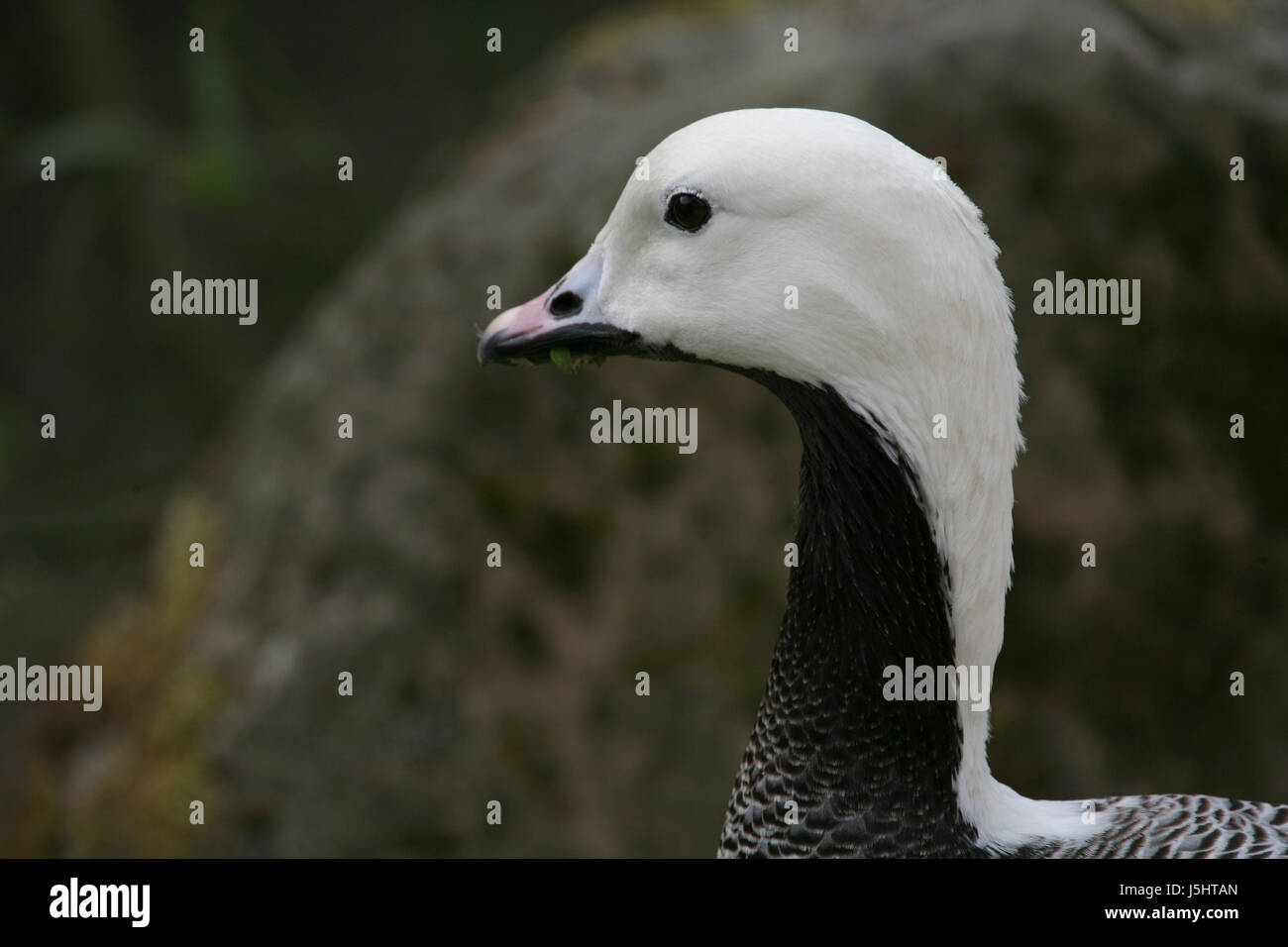 Kaisergnse hi-res stock photography and images - Alamy