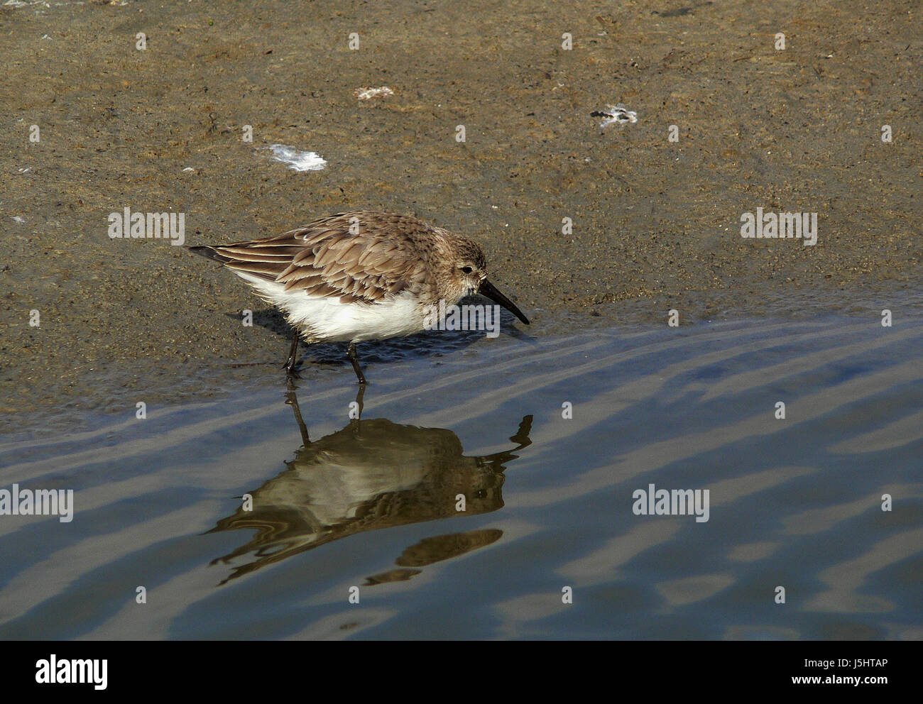 coast mud flats sandpiper coast tundra sandpiper mud wader waders salt ...