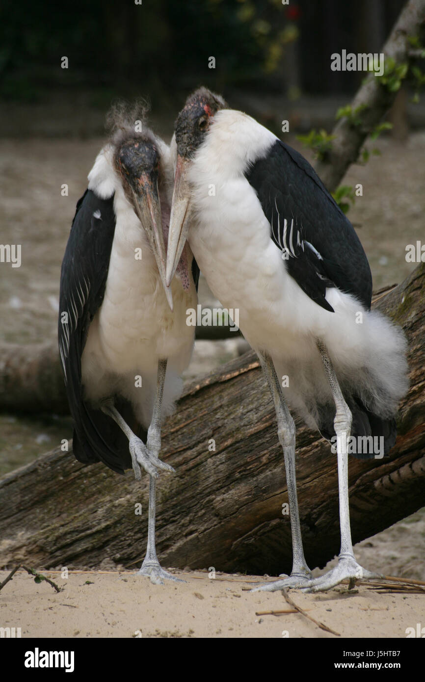 bird birds feathers beak scavenger exotic feathering striking beaks ...