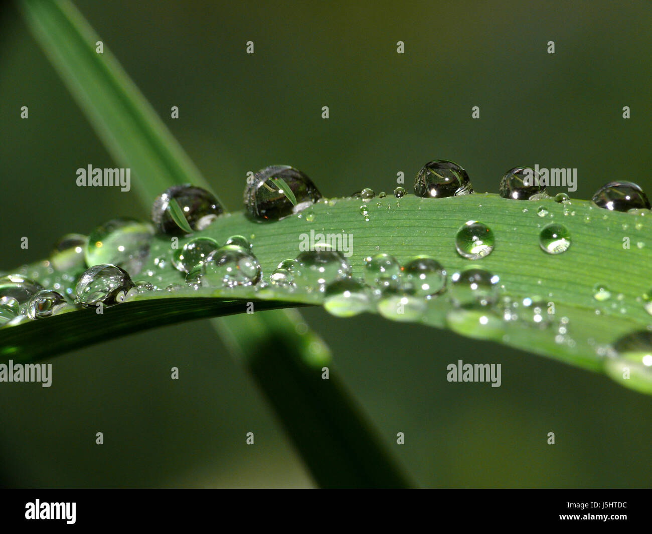 garden raindrop reflection mirroring gardens meadow grass lawn green ...