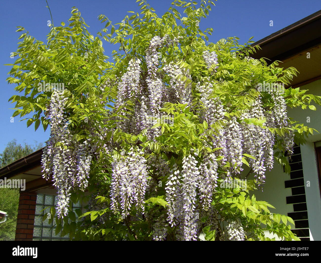 blue bloom blossom flourish flourishing cirrus spring climbing plant ...