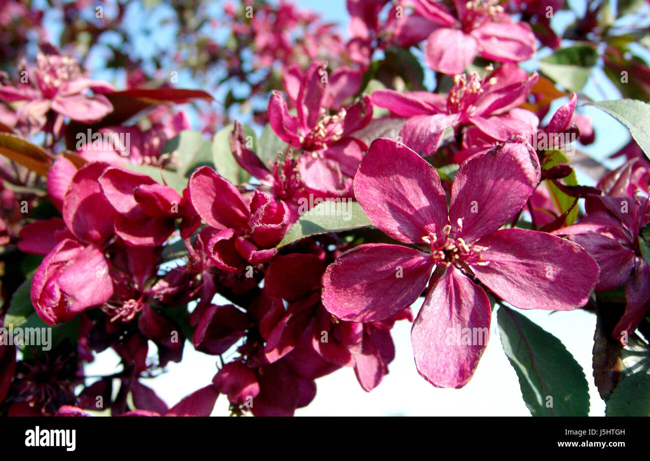 Malus rudolph hi-res stock photography and images - Alamy