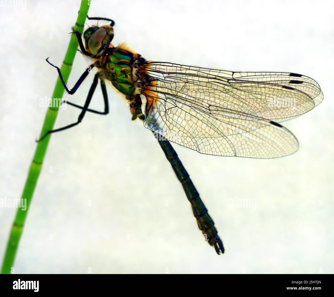 insect insects wing net dragonfly fresh water pond water nature ...