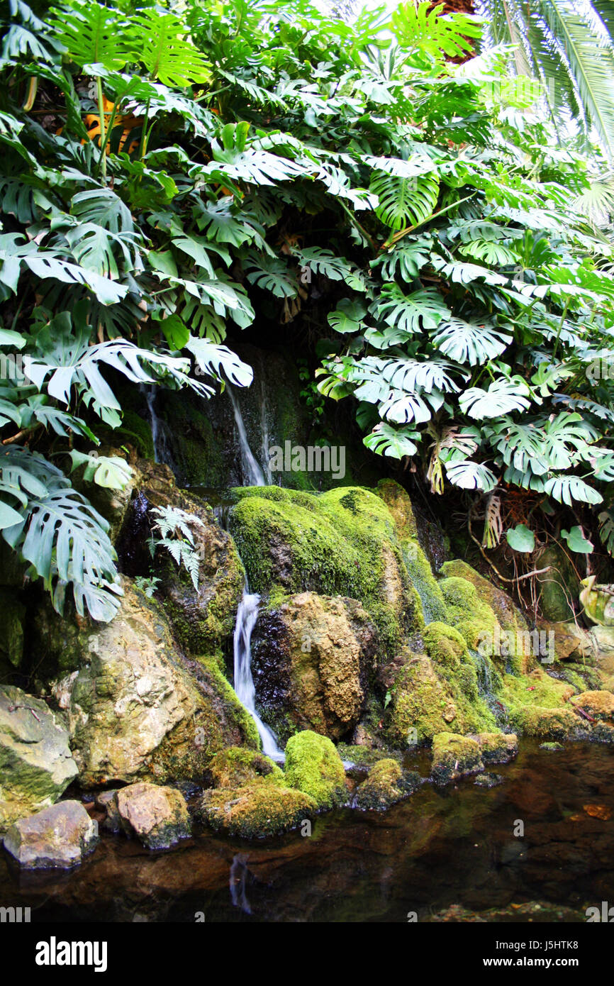 stream waterfall torrent source fresh water pond water tropical ...