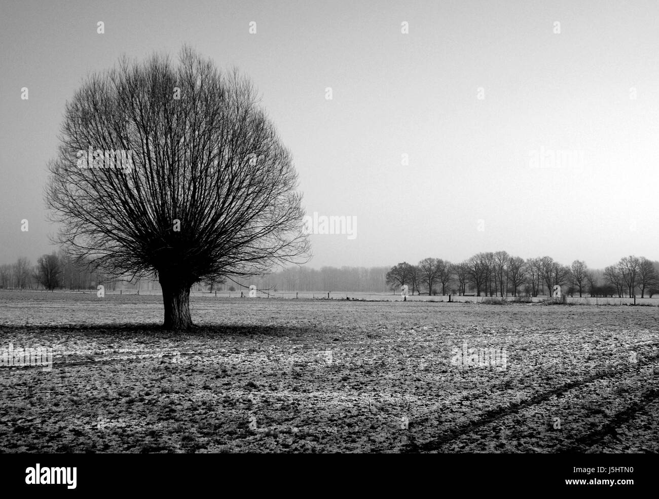 tree trees winter cold lone wolf bw black swarthy jetblack deep black ...