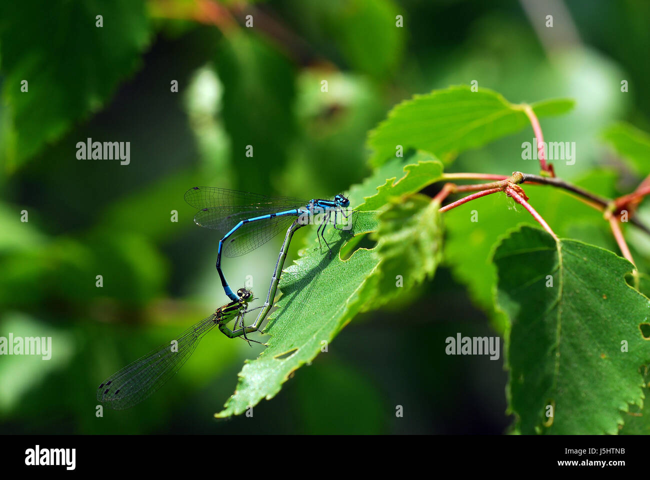 Libellenpaar hi-res stock photography and images - Alamy