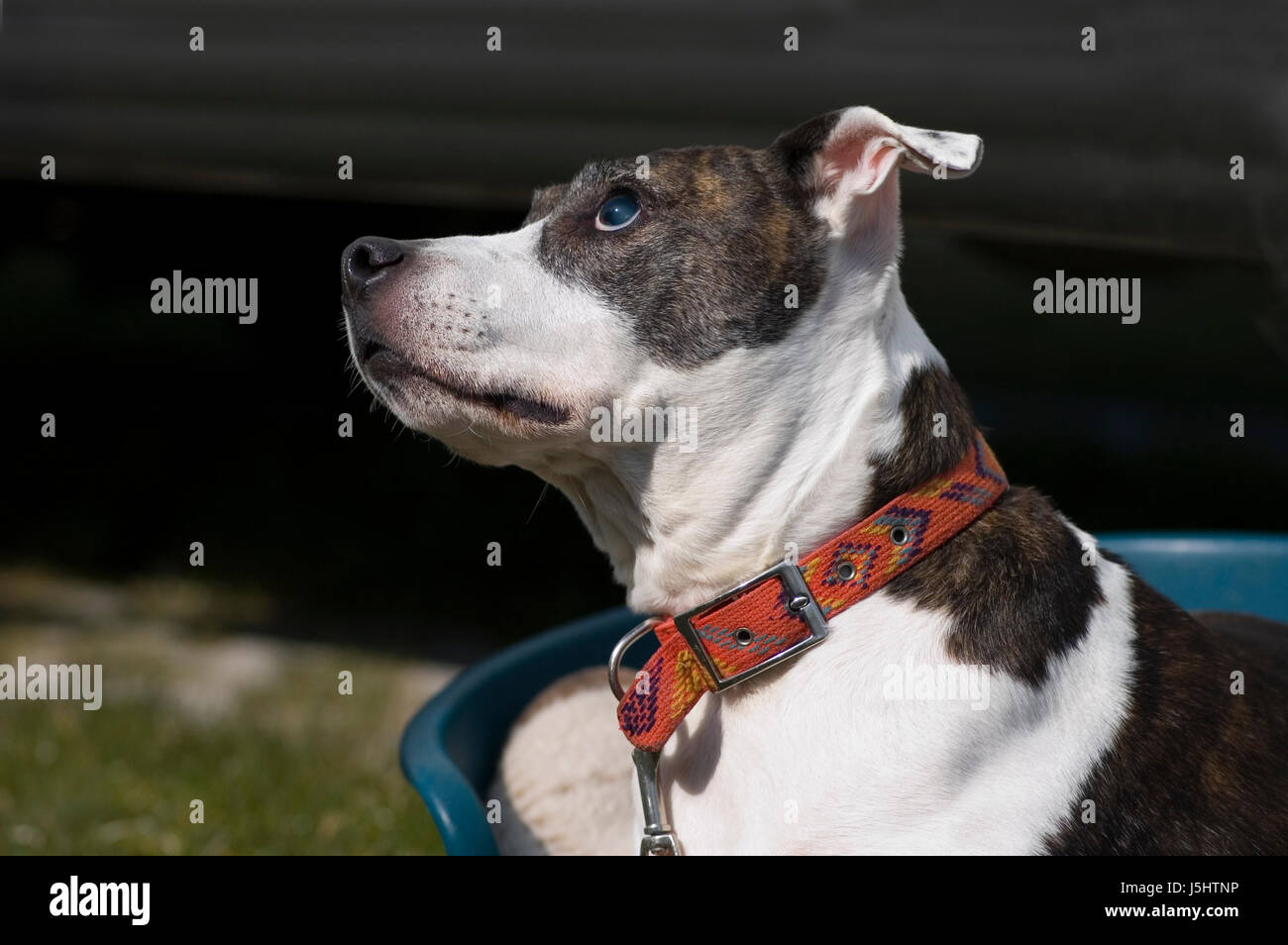 blind dog with attentive look Stock Photo - Alamy