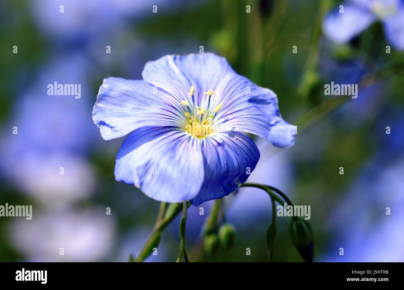 blue shine shines bright lucent light serene luminous macro close-up ...