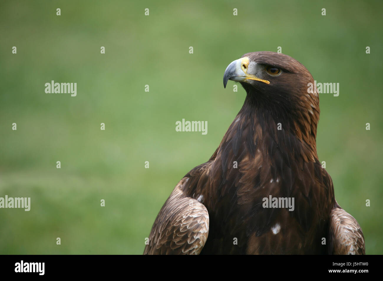bird alps birds raptor birds of prey beak feathering eagle golden eagle ...
