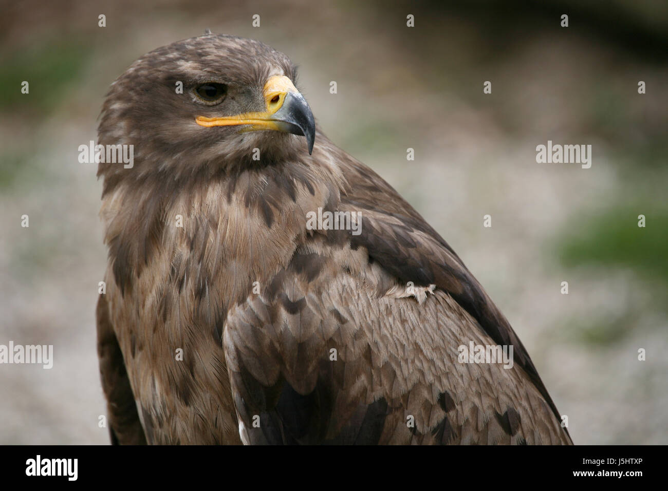 bird hunter birds raptor birds of prey beak feathering eagle falconry ...