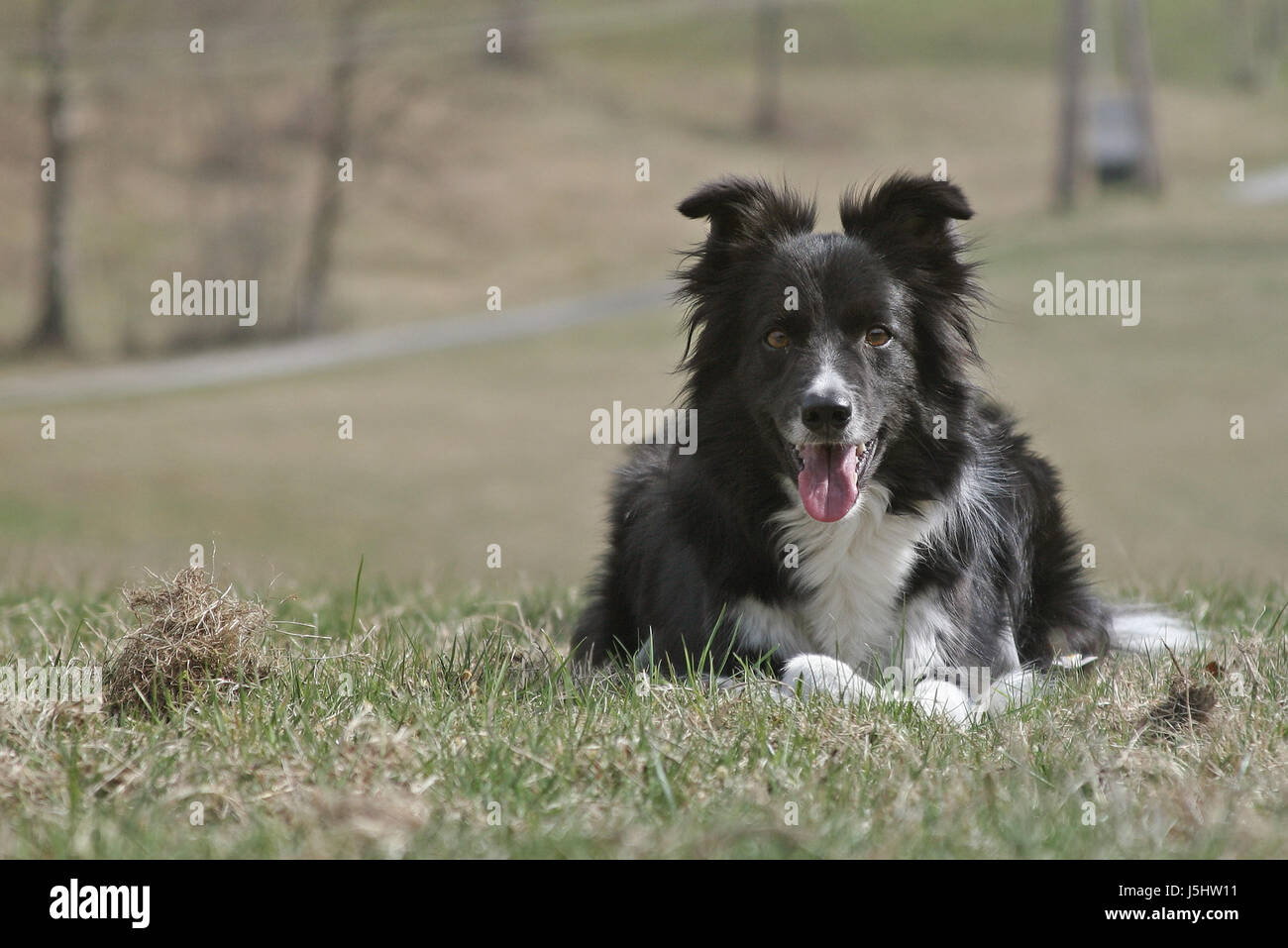 flock of sheep sheep (pl.) bitch pedigree dog guard arbeitshund border ...