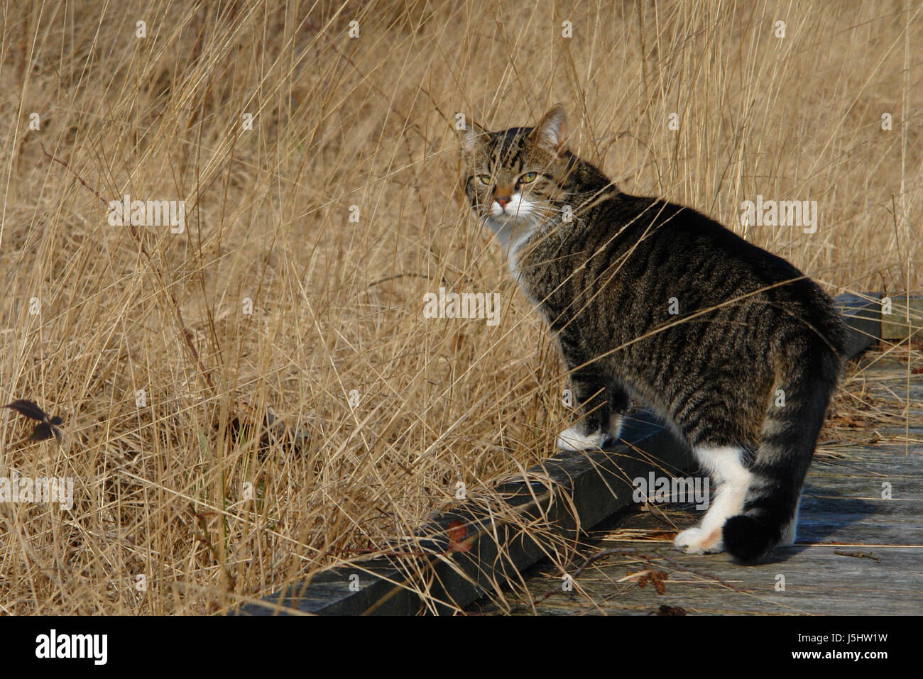 pet portrait eyes reed skin bridge fen idea perspective point of view ...