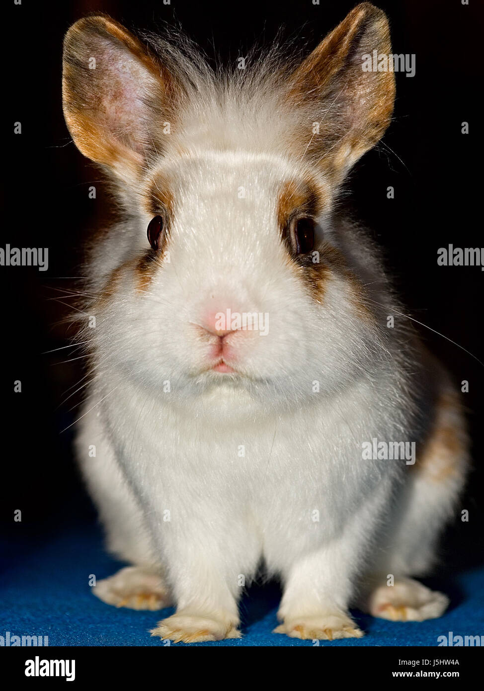 lion head dwarf Stock Photo - Alamy