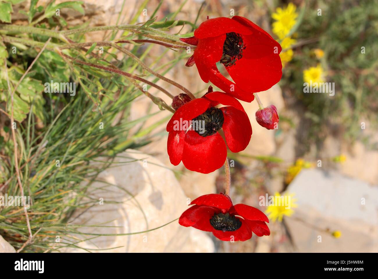 shine shines bright lucent light serene luminous plant winter flower ...