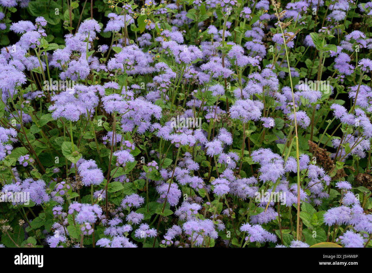 blue plant flower bloom blossom flourish flourishing agriculture ...