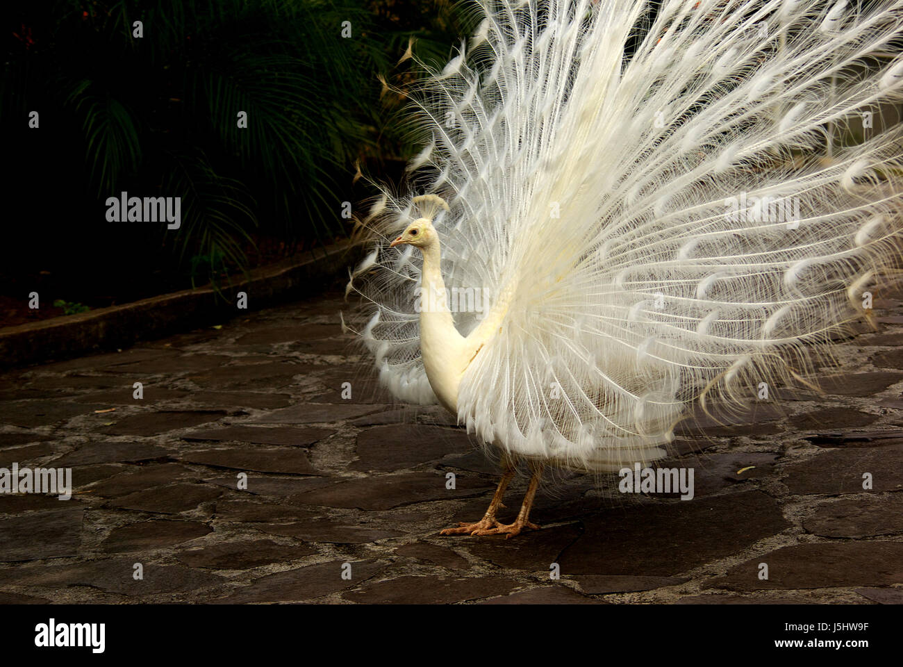 wheel bird birds jewelry jewellery feathers peacock fan to court flirt ...