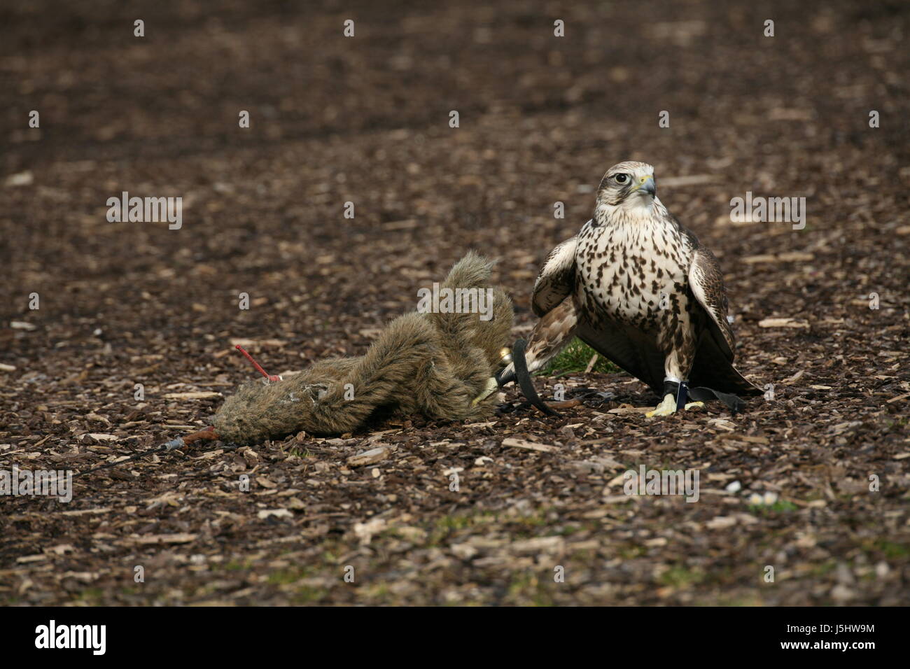 bird birds falcon raptor birds of prey steppe feathering falconer ...