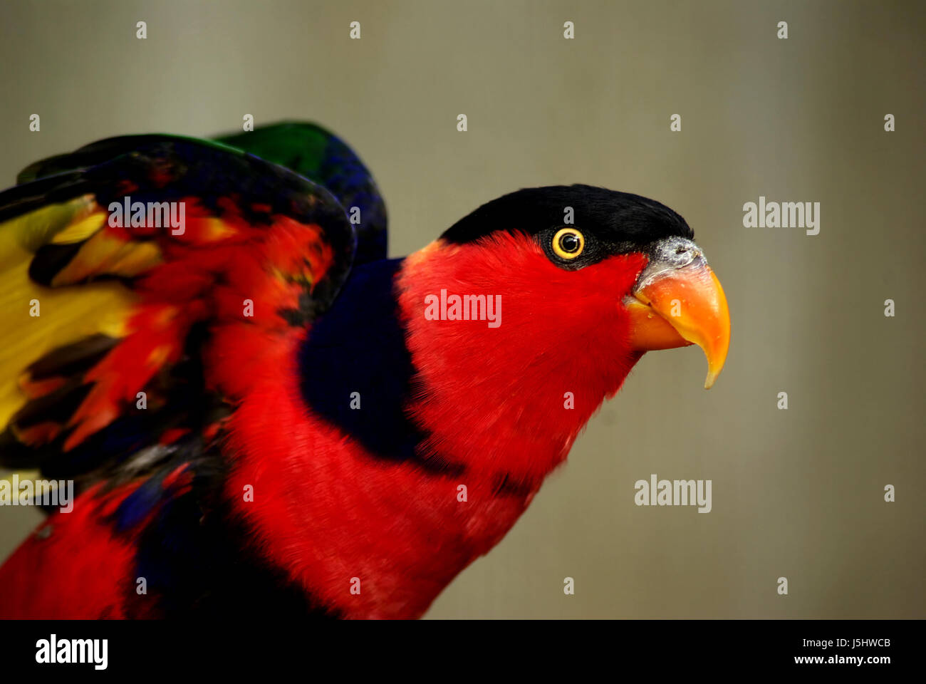 Frauenlori hi-res stock photography and images - Alamy