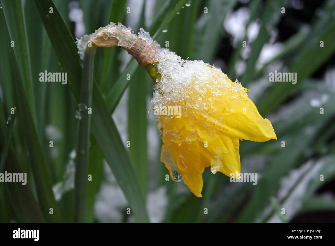 flower plant bloom blossom flourish flourishing ice spring frozen bud ...