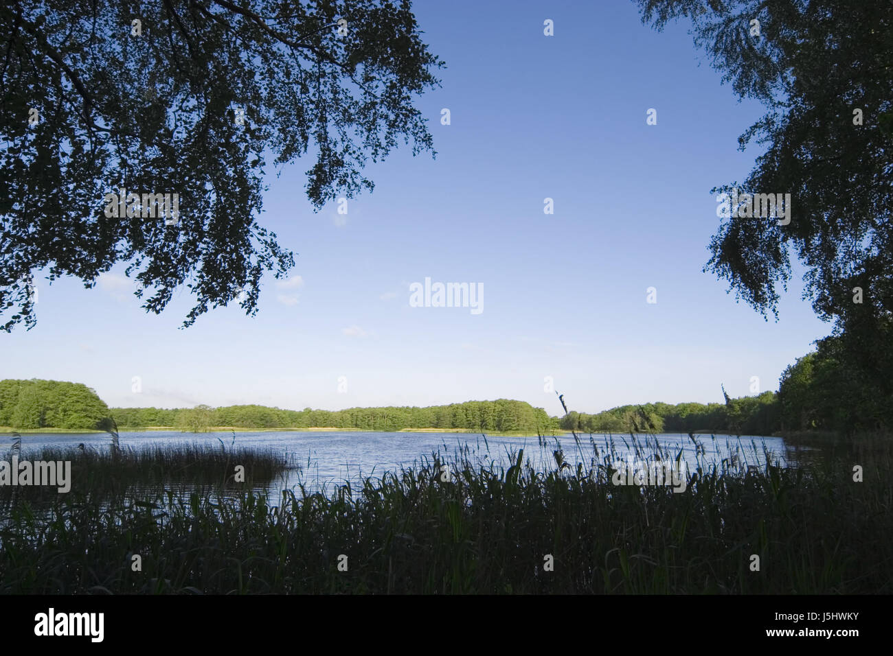 blue tree trees green leaves summer summerly reed branches location ...