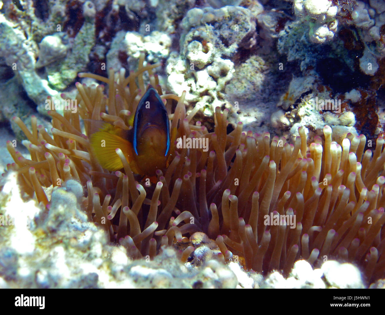 Fish ceremony hi-res stock photography and images - Alamy