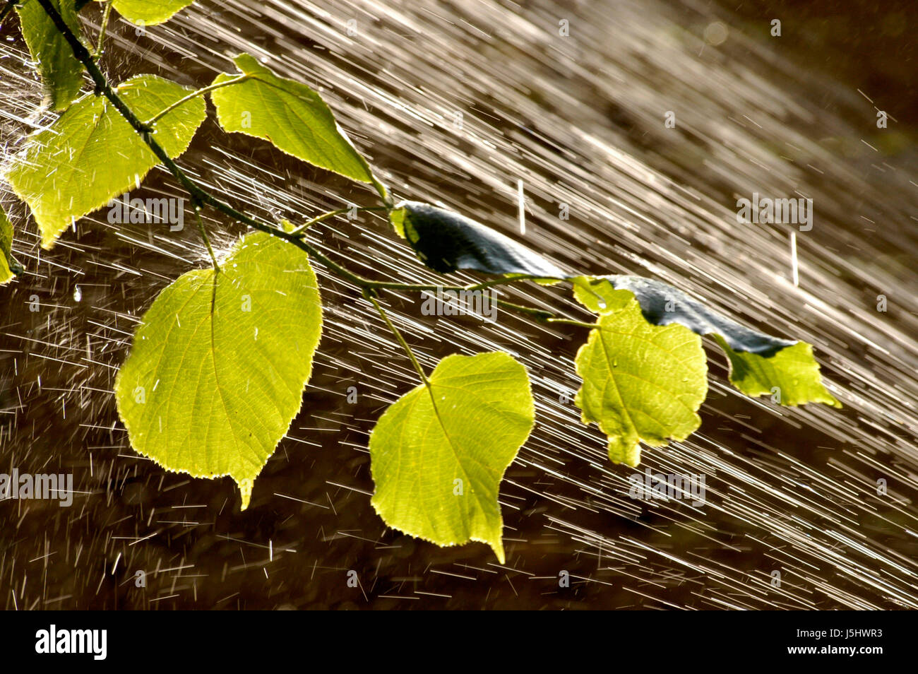 leaf green raindrop counter-light spring wet shower drip off shine ...