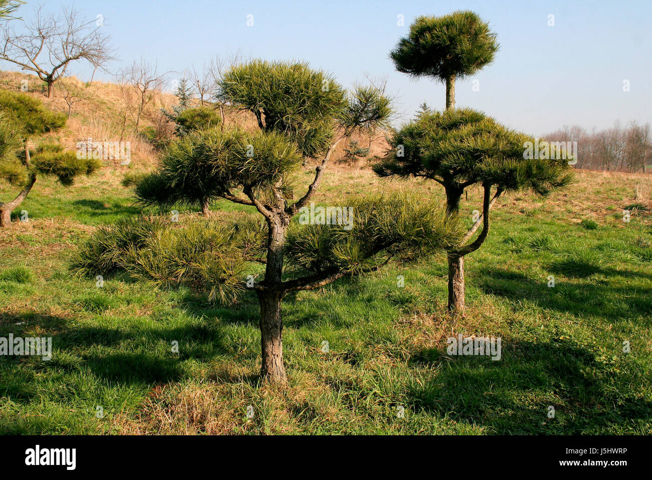 Giant bonsai tree hi-res stock photography and images - Alamy