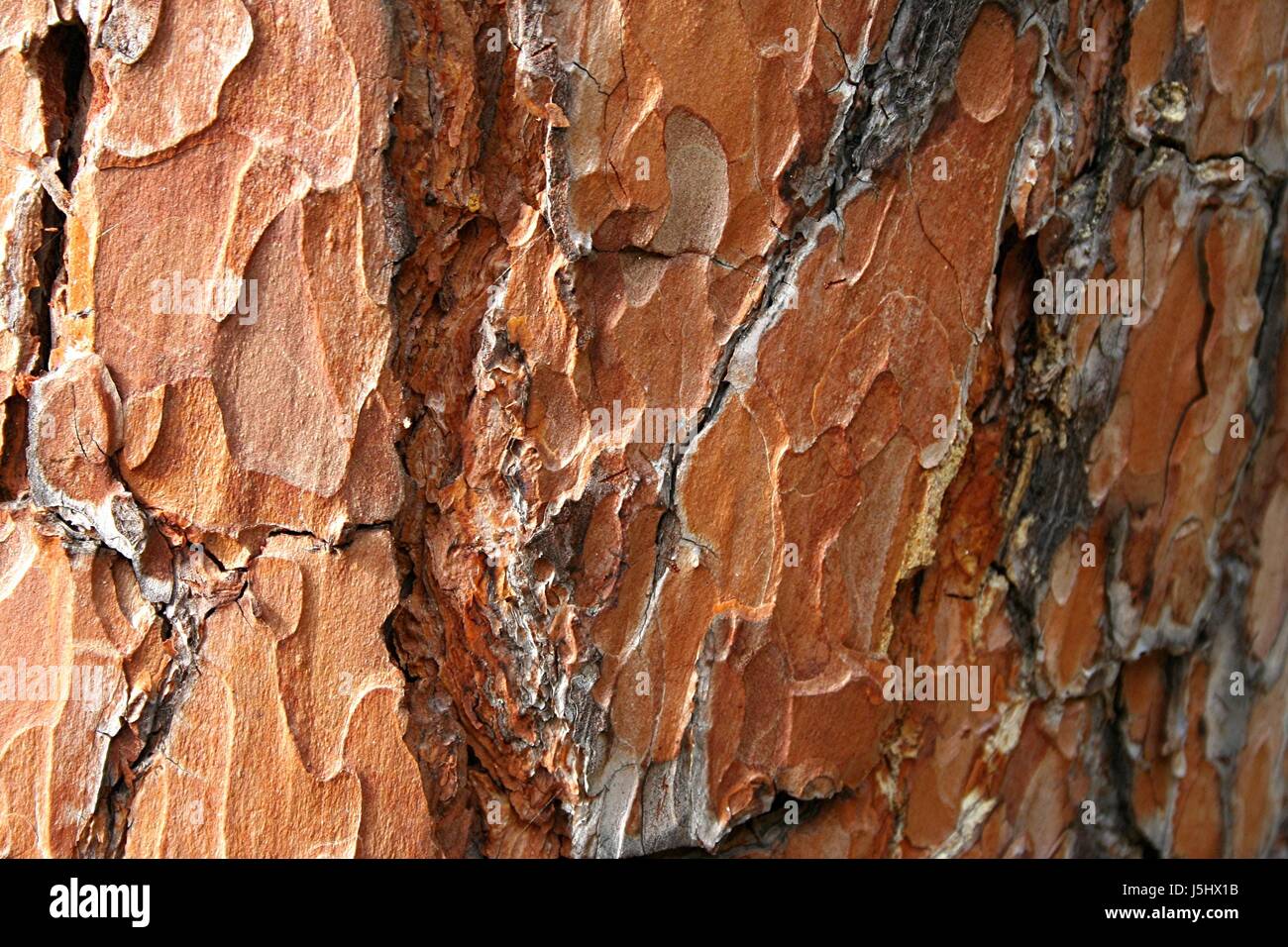 tree wood brown brownish brunette pine flora bark structure forest nature Stock Photo - Alamy