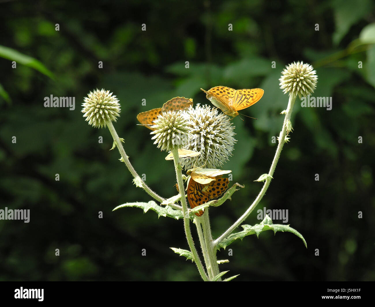plant animal fauna bloom blossom flourish flourishing butterfly animals ...