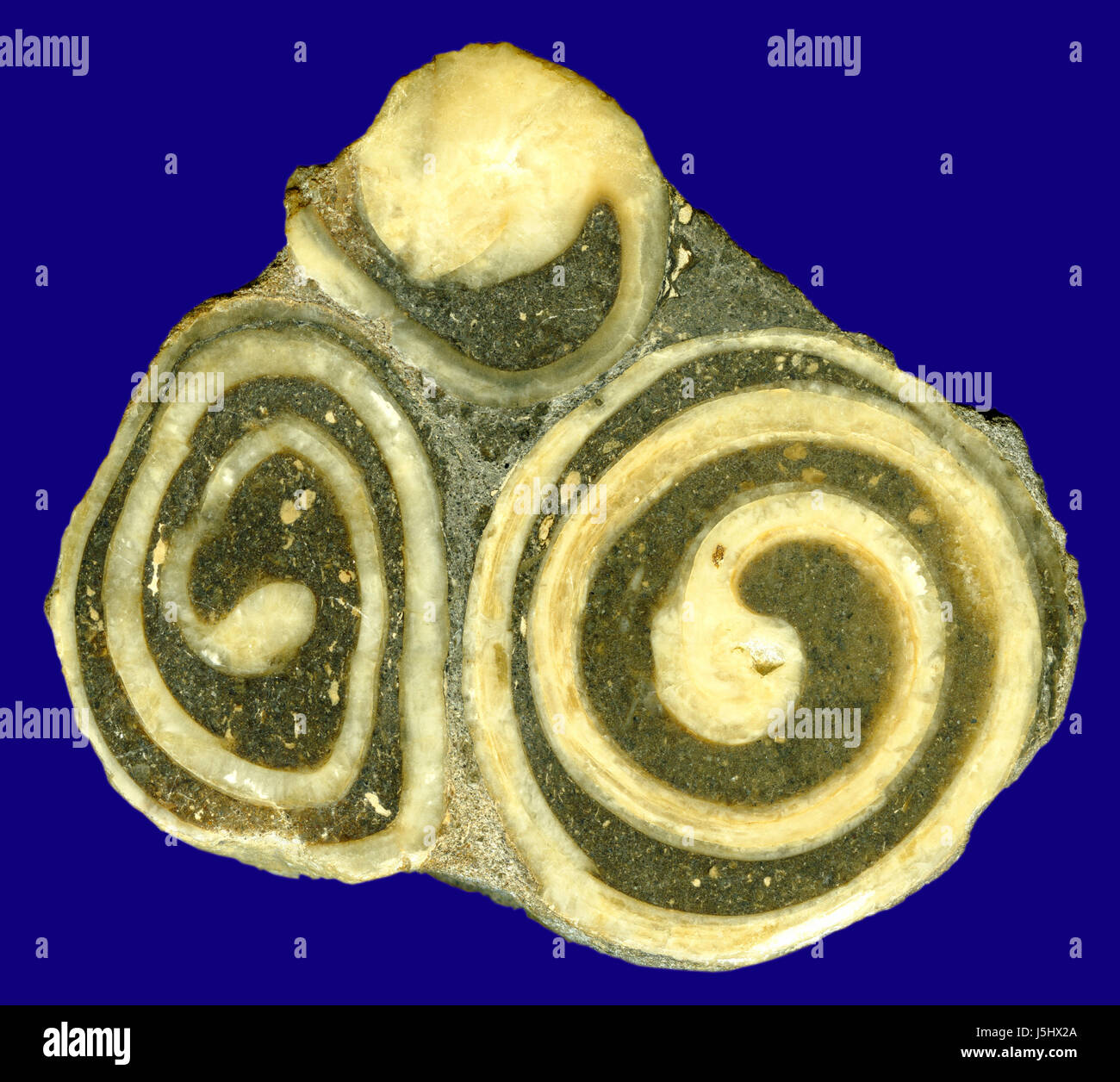 austrians minerals fossilization marl cristalline helical calcite grey ...