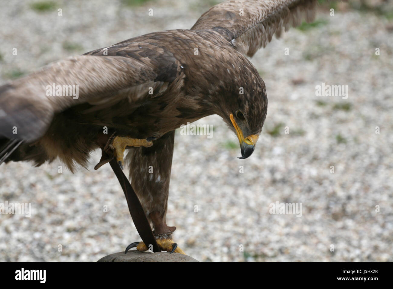 bird hunter birds raptor birds of prey beak feathering eagle falconry ...