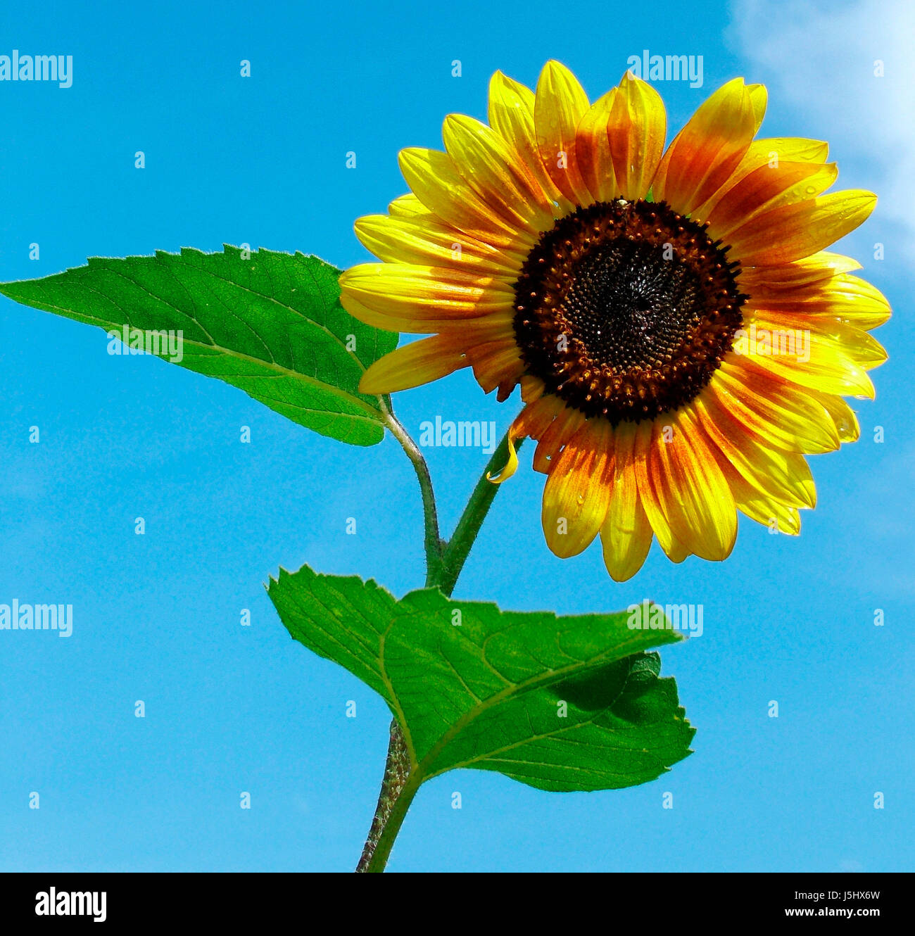 blue shine shines bright lucent light serene luminous flower plant ...