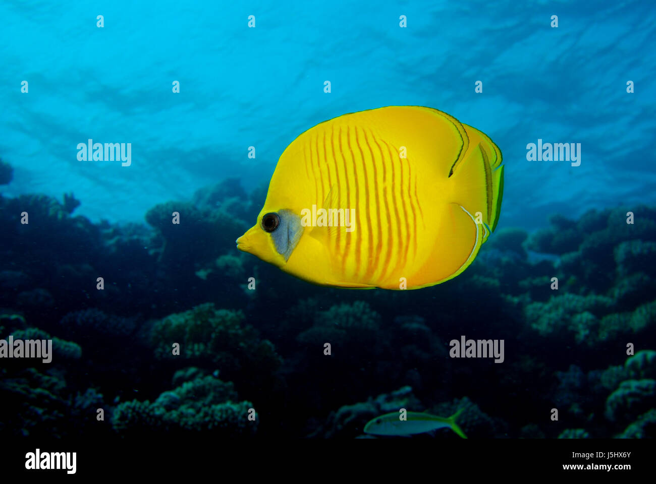 butterfly in the red sea Stock Photo - Alamy