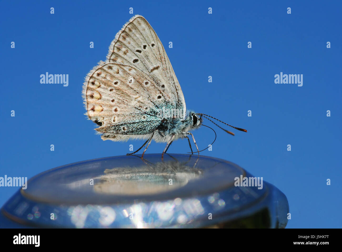 blue animal insect insects bloom blossom flourish flourishing butterfly ...