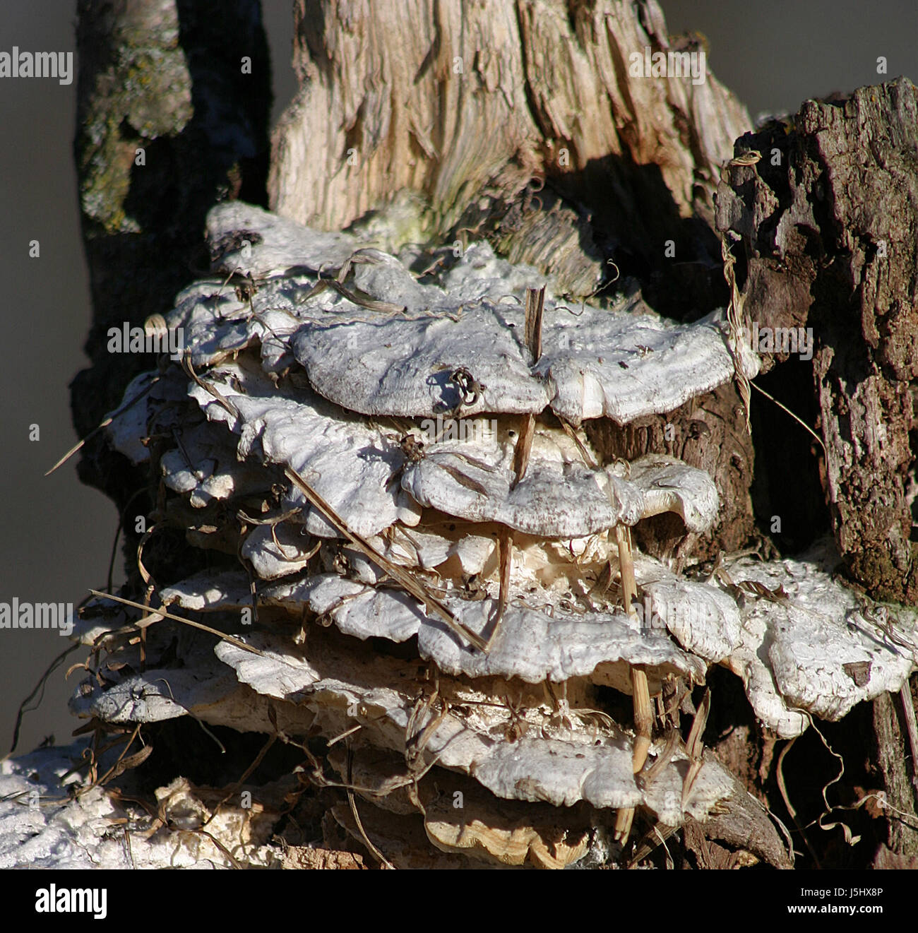 root mushroom fungus shape spores grew rank growth meadow scenery ...