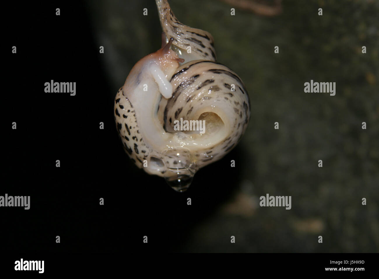 night nighttime observation slug snail nature play rope down slime ...