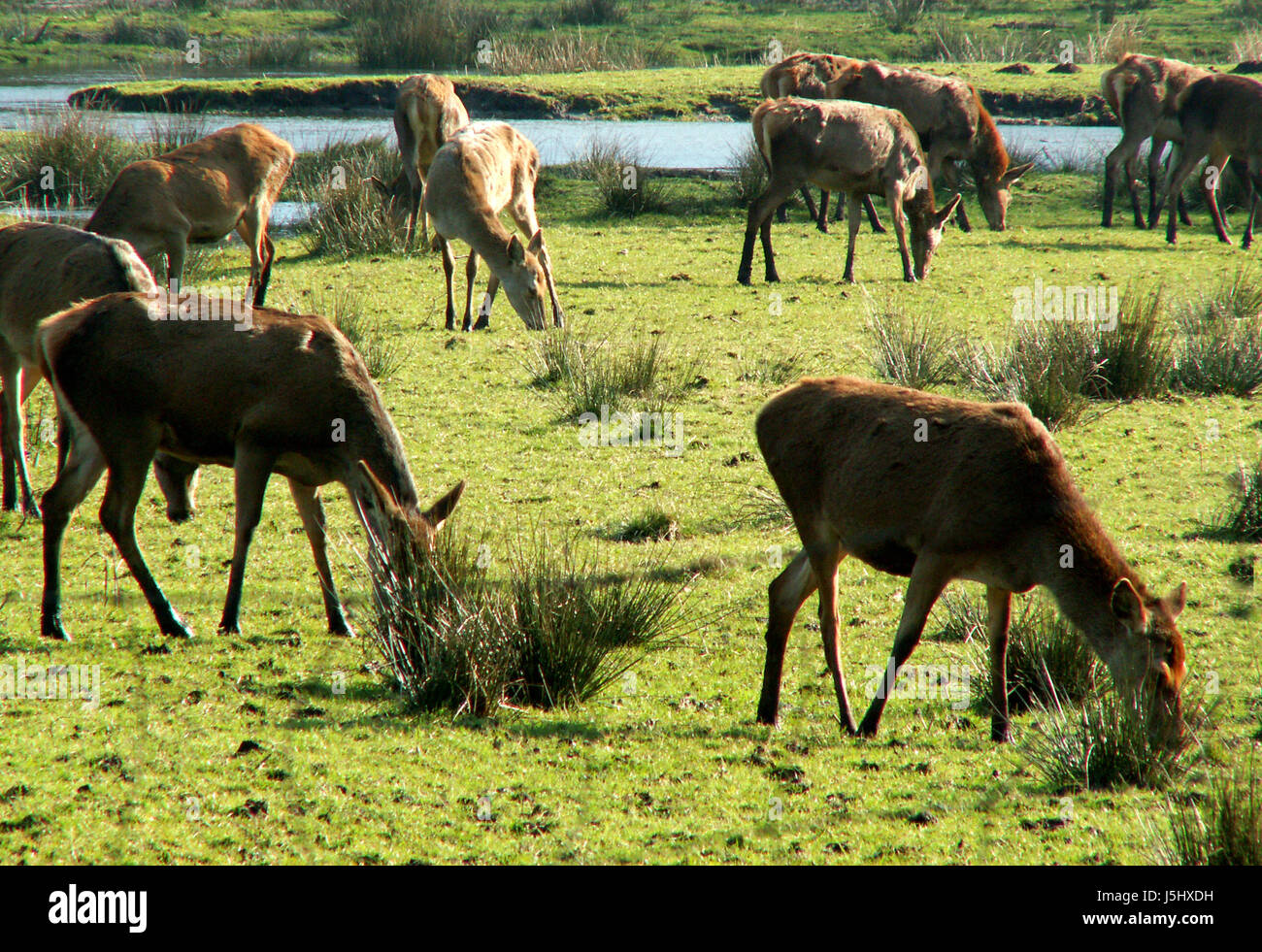 wild animals mammals to gorge engulf devour graze wildlife park stags ...
