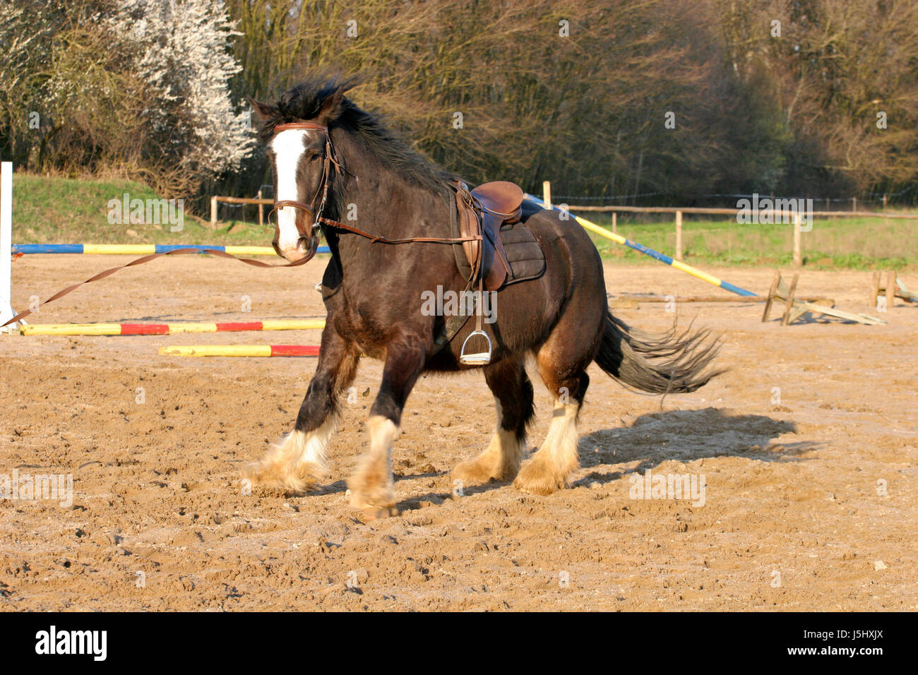 ride horse animal mammal saddle halt stirrup saddles to shy strength ...