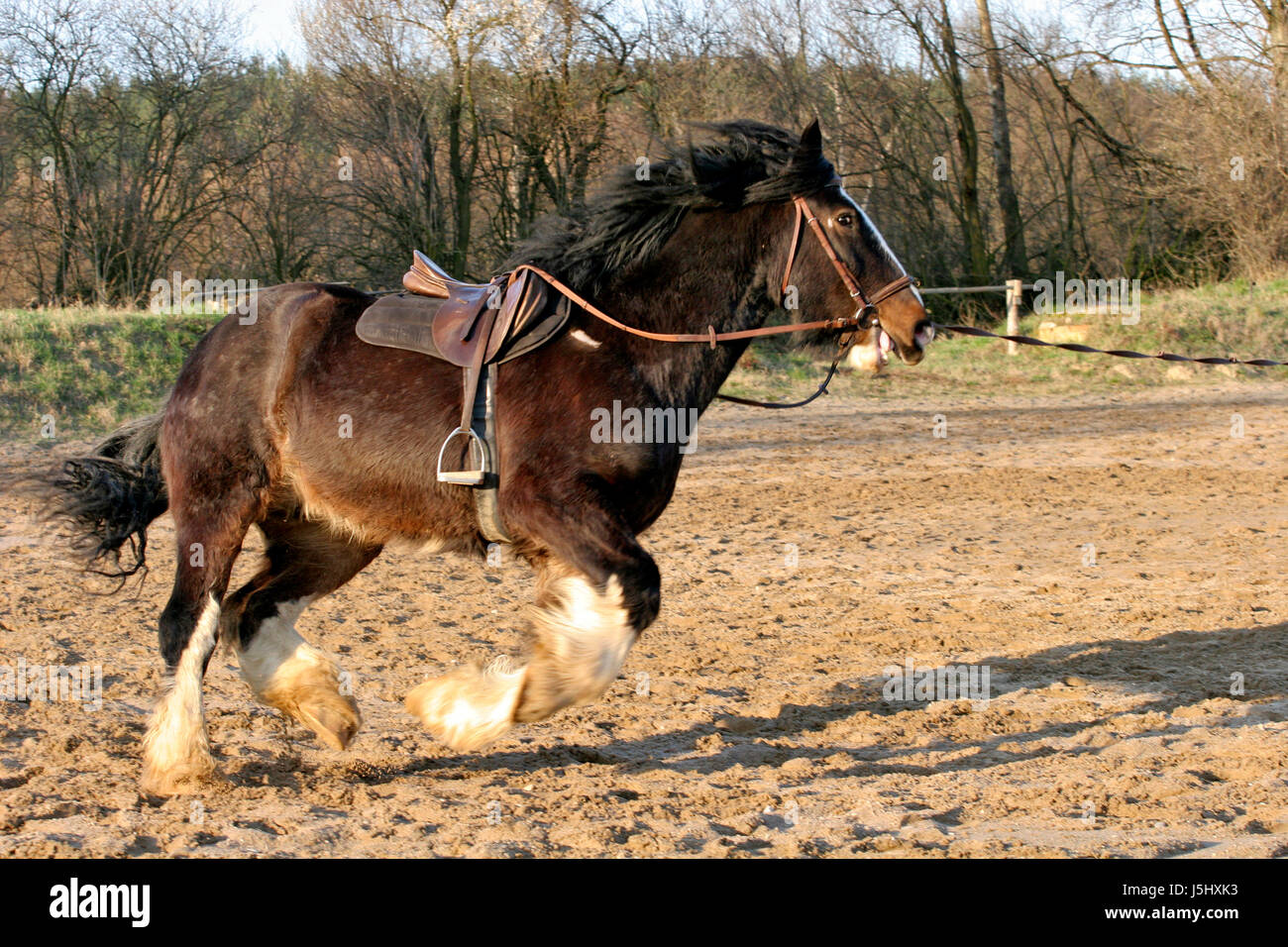 ride horse animal mammal gallop saddle stirrup saddles strength force ...