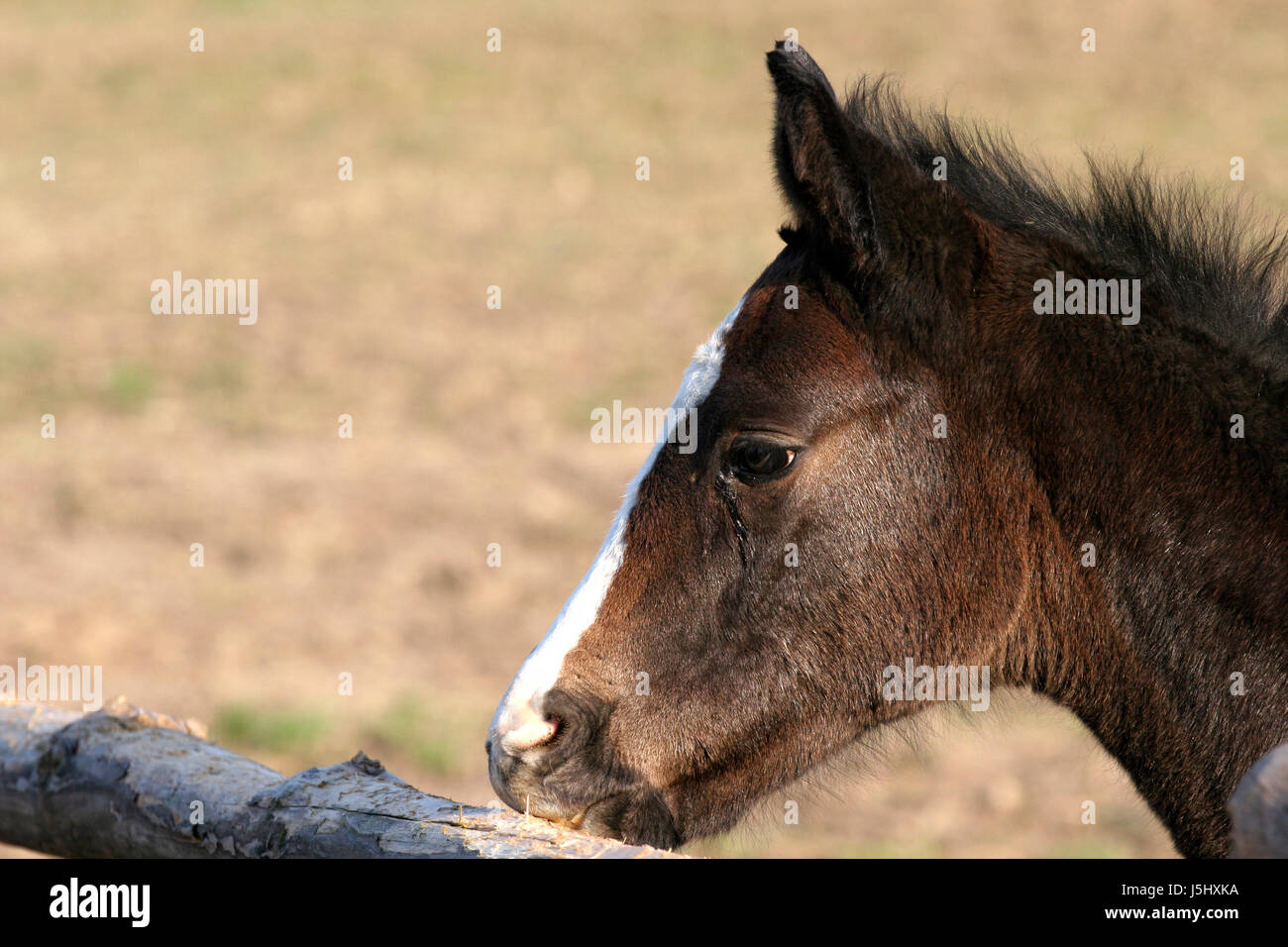 Foal gate hi-res stock photography and images - Alamy