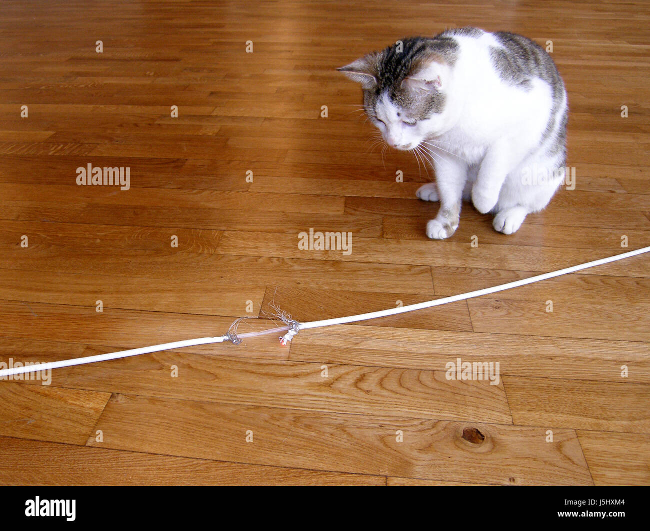 fretted parquet bite gnaw cable disruption pussycat cat domestic cat ...
