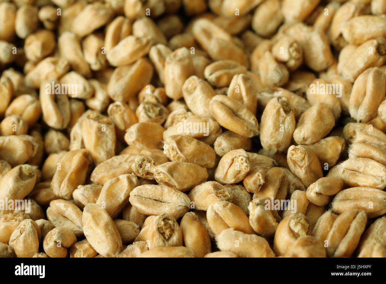 agriculture farming useful plant grain beer wheat raw material malt ...