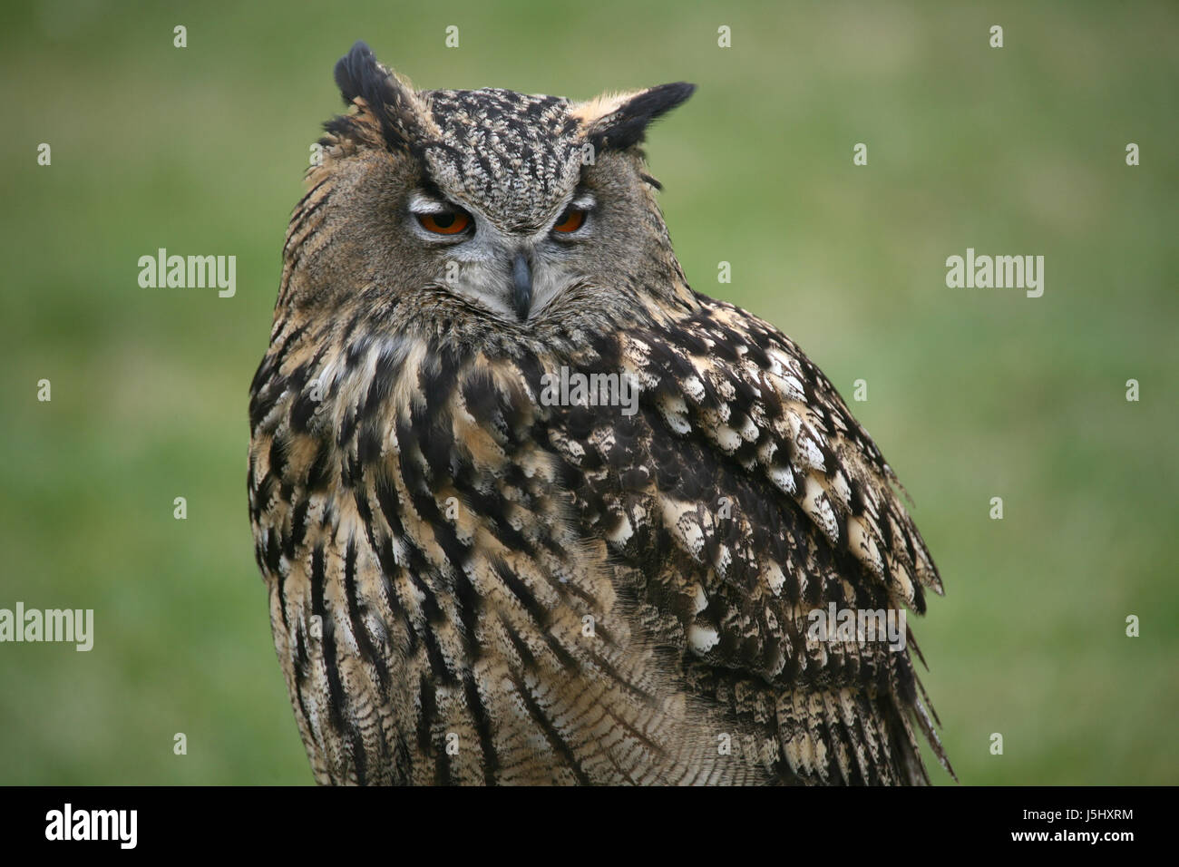 animal bird brown brownish brunette birds raptor feathers feathering ...