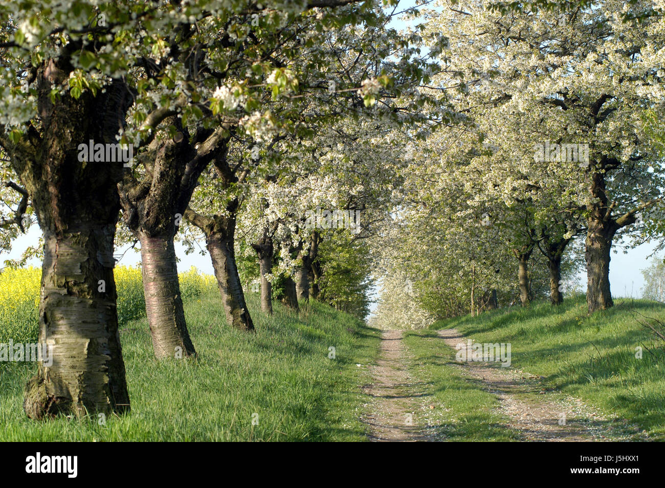 environment enviroment tree bloom blossom flourish flourishing spring ...