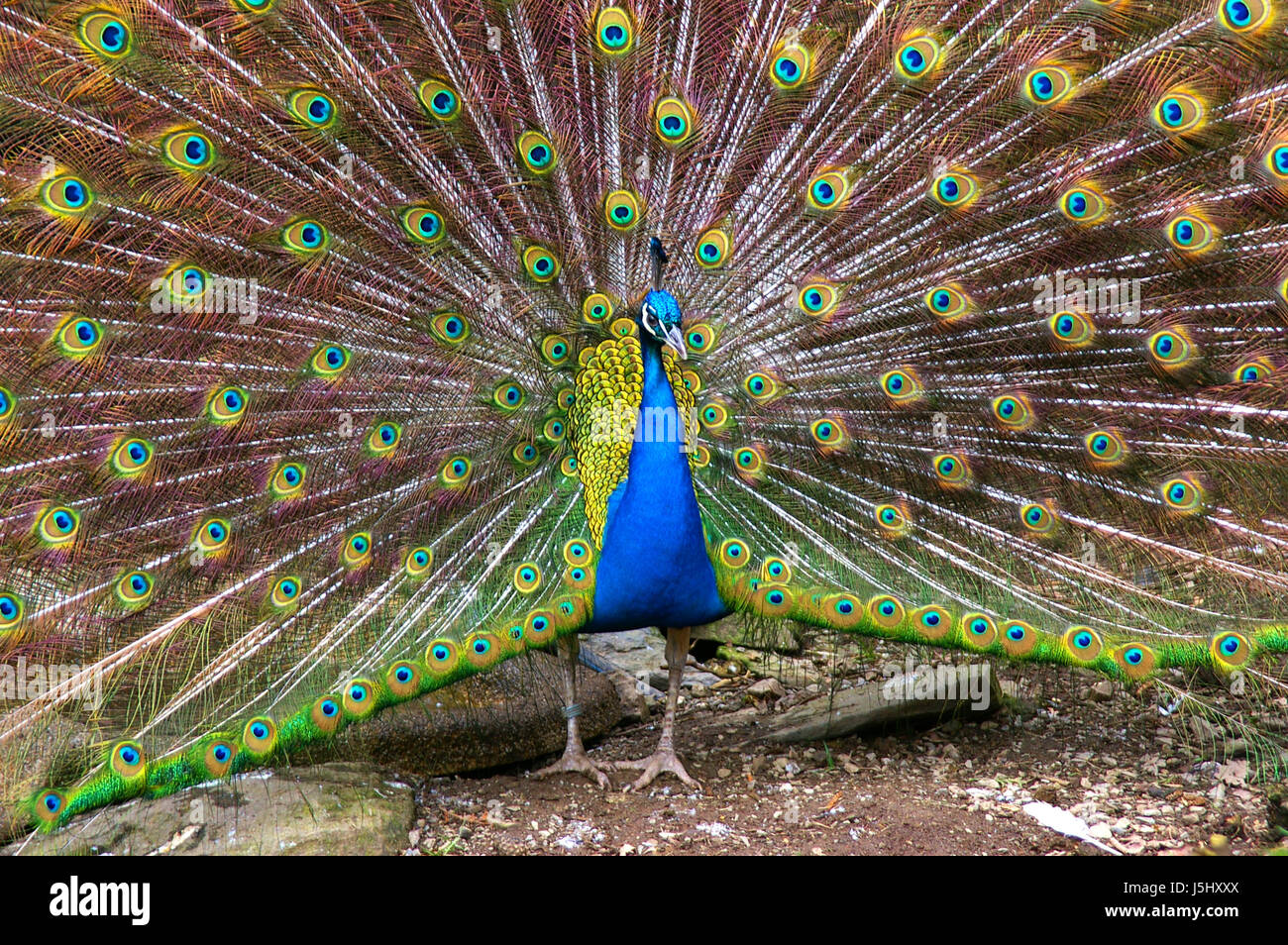 wheel feathers feathering peacock colour to court flirt flirting colors ...
