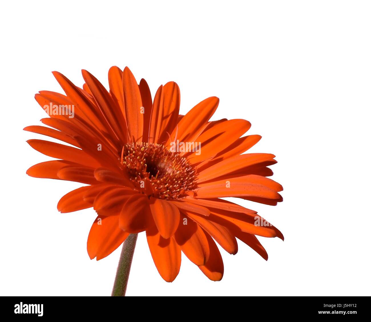 flower plant bloom blossom flourish flourishing petals gerbera stalk ...