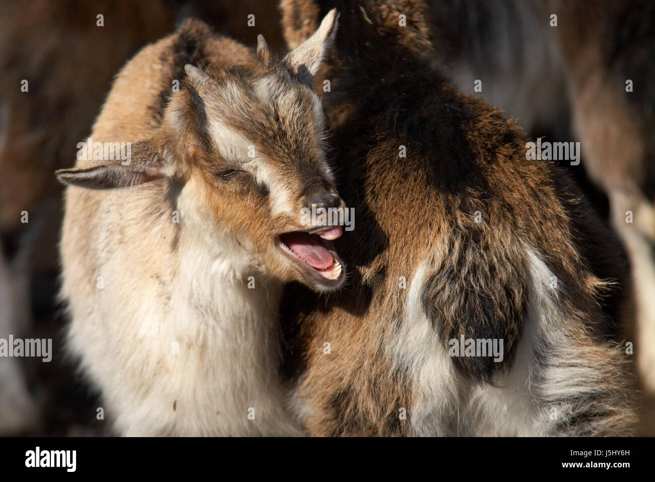 mouth teeth goat ears skin she-goat young animal animal child kid beef ...